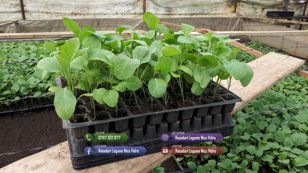 Rasaduri Rosii | Rasad Rosii Ardei Castraveti Vinete | Rasaduri Legume ...