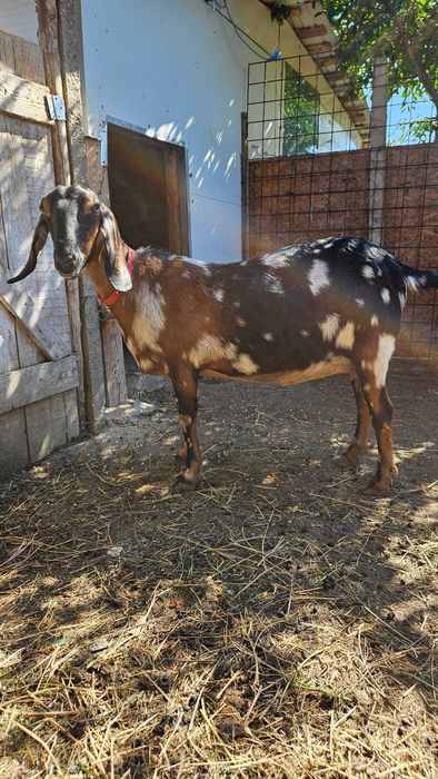 Capre anglo nubiene Focsani • OLX.ro