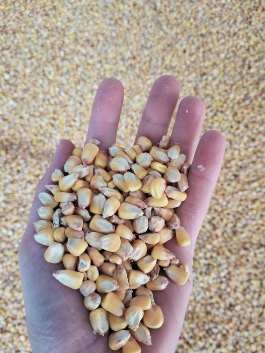 Vand porumb, recolta 2024 Dorobanti • OLX.ro