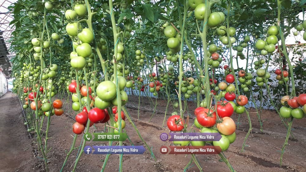 Rasaduri legume : Rasad de rosii ardei castraveti vinete salata varza ...