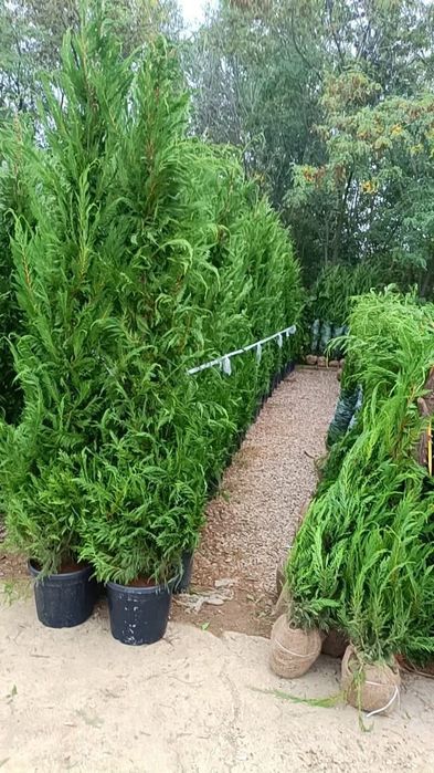 Plante ornamentale de diferite conifere pentru amenajarea curți dv ...