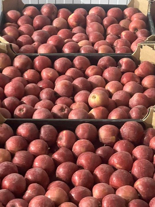 Vând mere, diverse sorturi Galati • OLX.ro