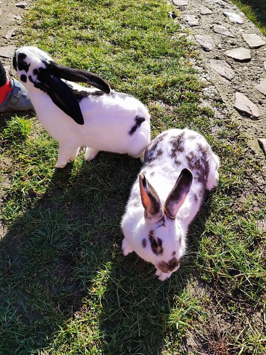 Vând iepuri frumoși Tipar • OLX.ro