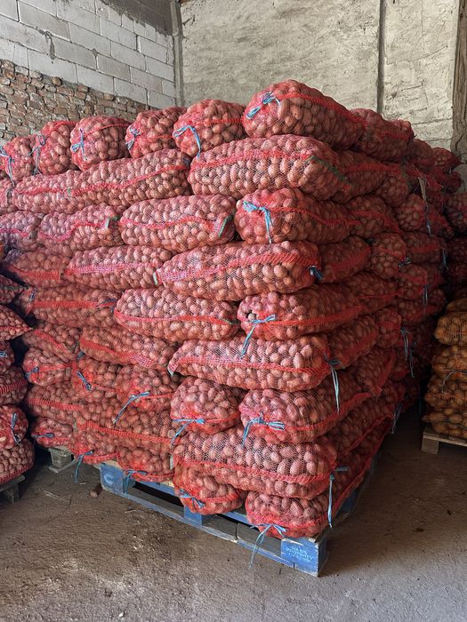 Cartofi de samanta Belarosa, Red Fantasy, Carrera Targu Secuiesc • OLX.ro