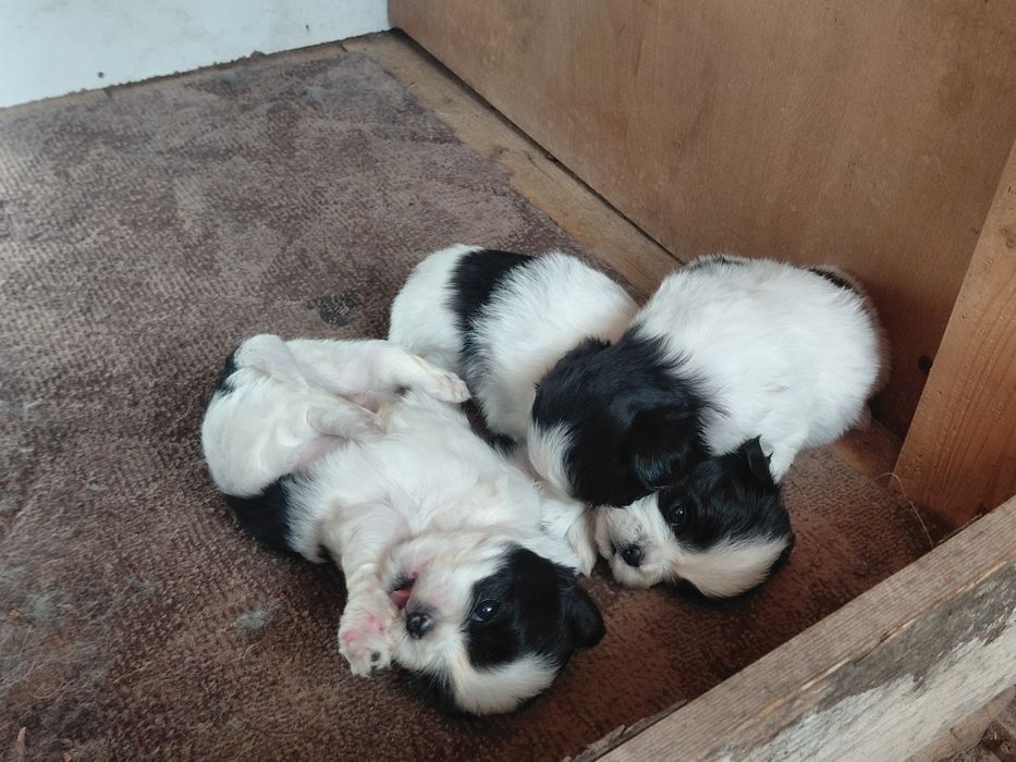 Pui Shih tzu Panda Line Bucuresti Sectorul 4 • OLX.ro