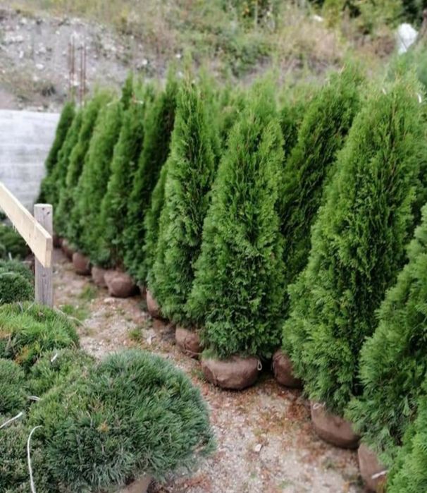 Tuia smaralgd, columnaris, Leylandii gard viu Comarnic • OLX.ro