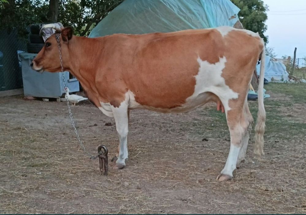 OCAZIE !!! Vaca Tanara Junica Belciug • OLX.ro