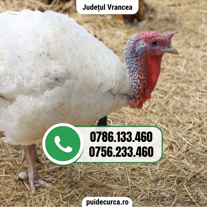 Pui curca rasa grea 1 - 2 kg (Focsani, Adjud) Focsani • OLX.ro