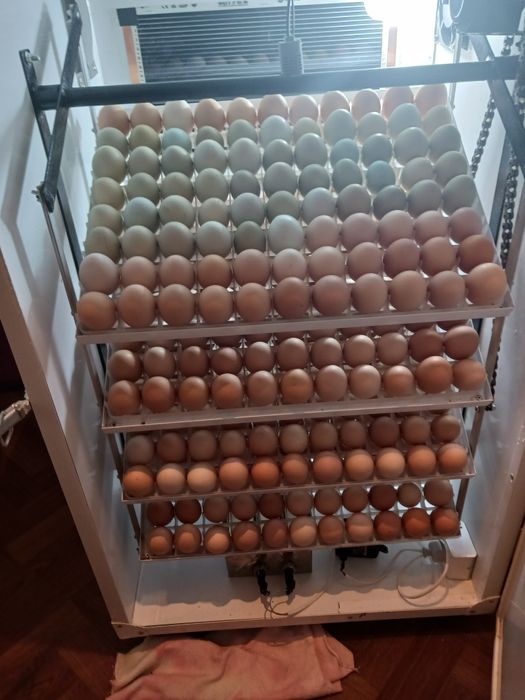 Ouă pentru incubat Australorp și Araucana Reghin • OLX.ro