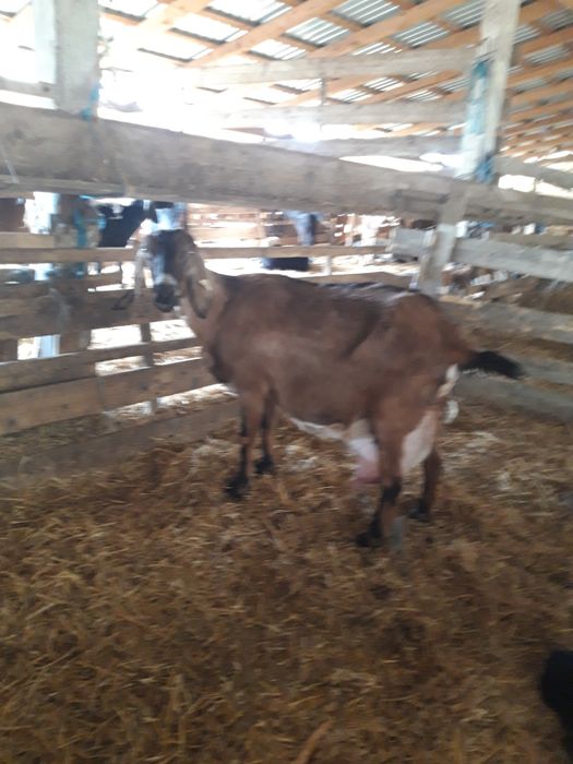 Vand capre metis anglonubiene Filaret • OLX.ro