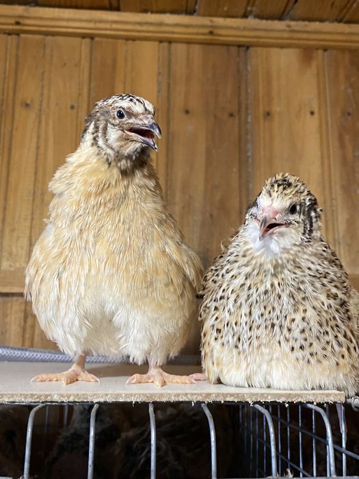 Prepelite carcasa carne, pui si oua de incubat sau consum Jumbo ...