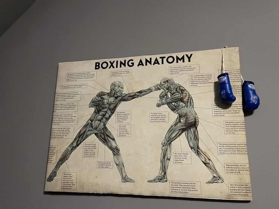 Картина Boxing Anatomy гр. Ямбол Граф Игнатиев • OLX.bg