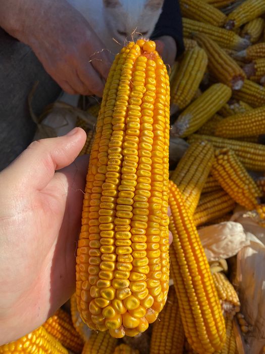 Vând porumb stiuleti din producția ecologică 2024 Baia Mare • OLX.ro