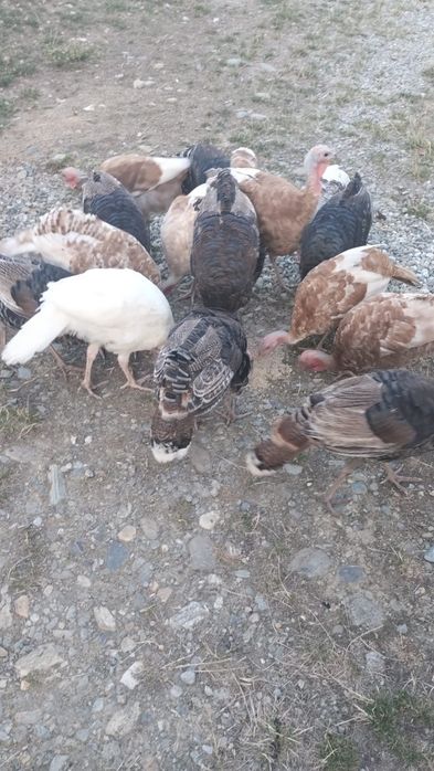 Vand gaini si pui de rasa, curci, rate Ucea de Jos • OLX.ro