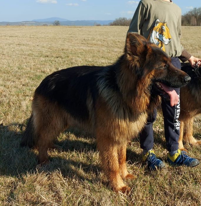 Ciobănesc German mascul cu pedigree Vad • OLX.ro