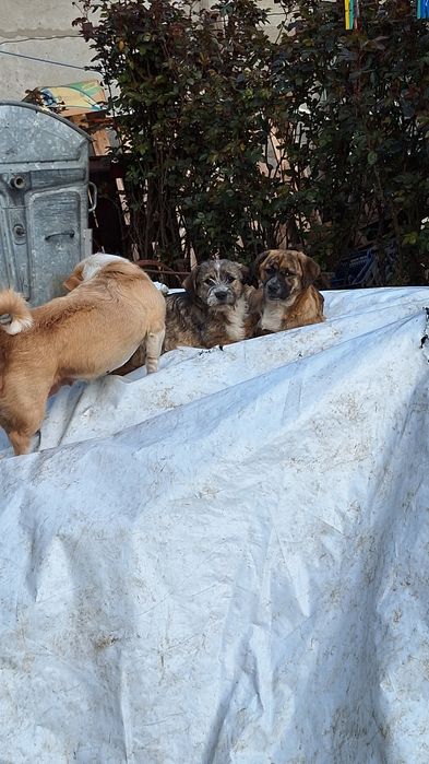 Catei de curte.. Peretu • OLX.ro