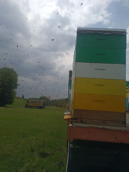 Matci buckfast VSH rezistente la puiet varos, regine, botci, albine al ...