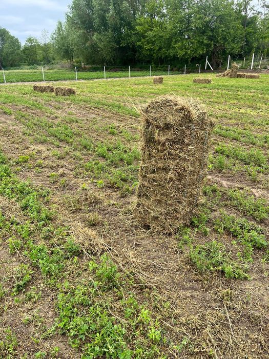 Vand Baloti Lucerna Popoveni • OLX.ro