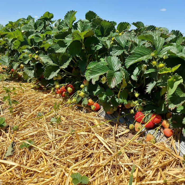 Stoloni /rasad capsuni Albion , unifere diverse soiuri, zmeură,coacăze ...