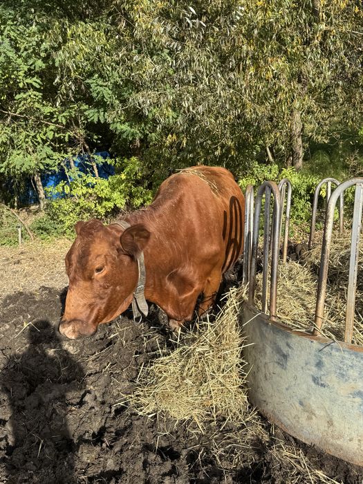 Vând vaca angus Itrinesti • OLX.ro