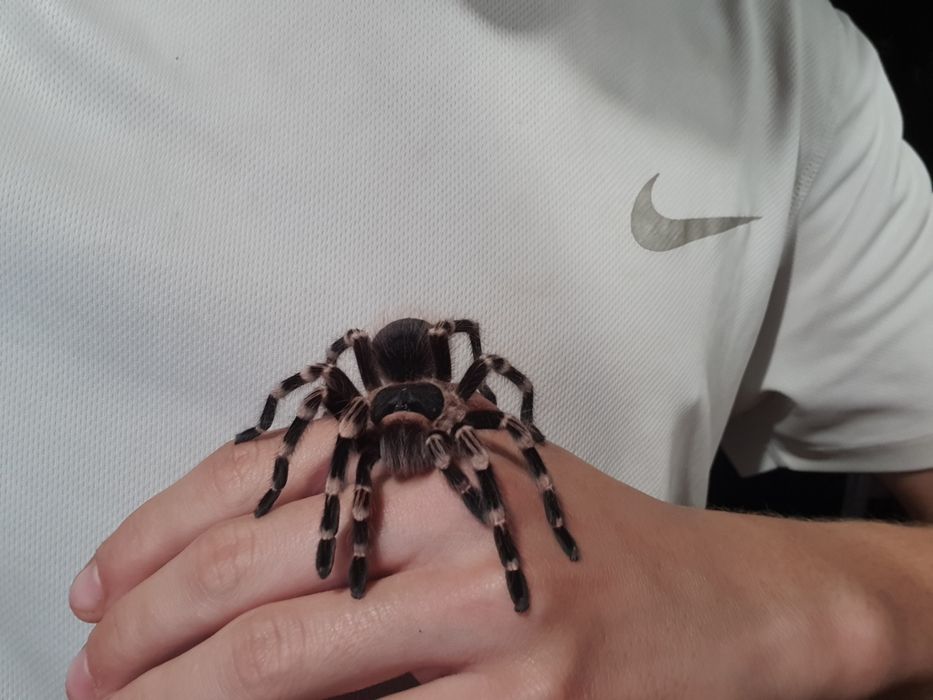 Giant white knee tarantula Jilava • OLX.ro