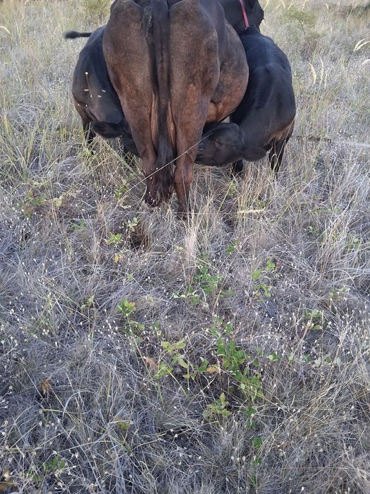 Vaca cu 2 vitei si o junica baltata românească Argetoaia • OLX.ro