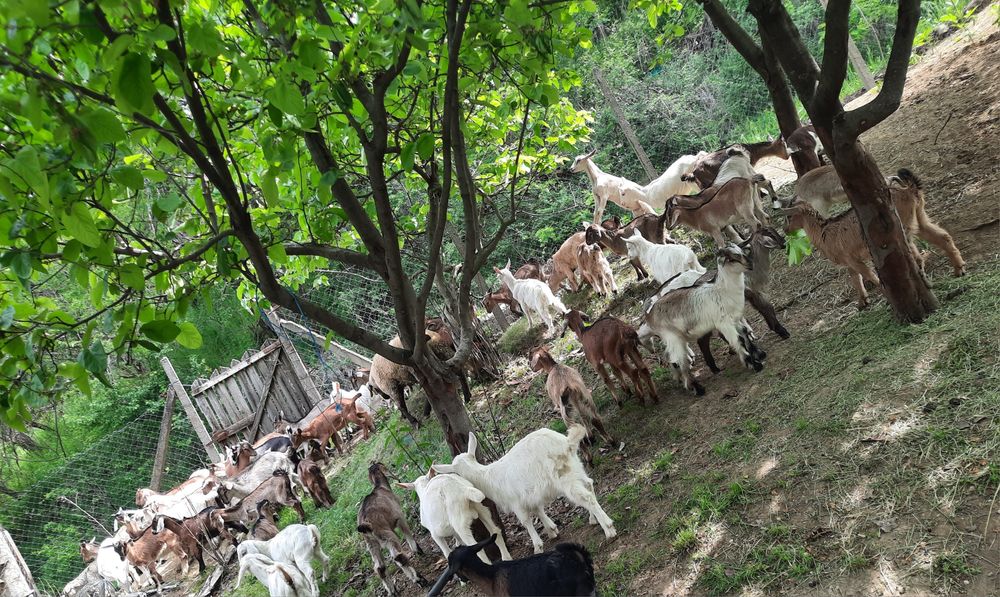 Iedute si țapi de rasa saanen și alpine Posta Calnau • OLX.ro