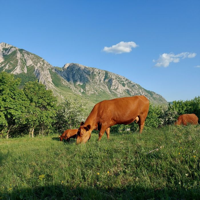 Vand vaci Angus cu certificat de origine Rimetea • OLX.ro