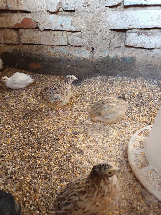 Prepelite de 5 săptămâni Moftinu Mare • OLX.ro