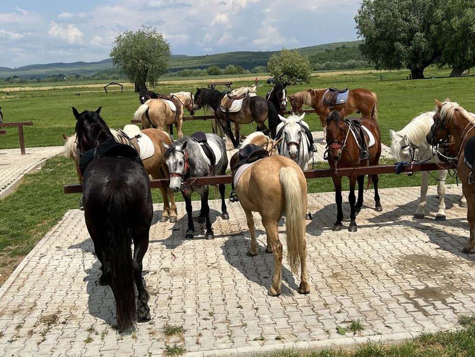 Iapa cal armăsar castrat echitatie călărie Brasov • OLX.ro