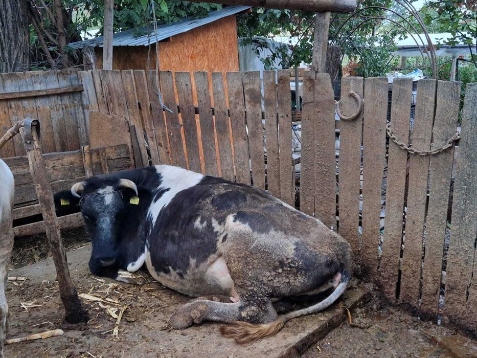 Vaca tanara de vanzare Slobozia Corni • OLX.ro