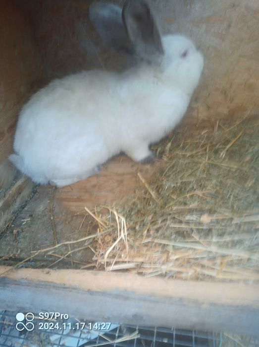 Iepure mascul UT Bucuresti Sectorul 1 • OLX.ro