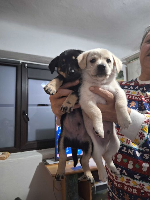 Donatie catelusi talie mica Craiova • OLX.ro