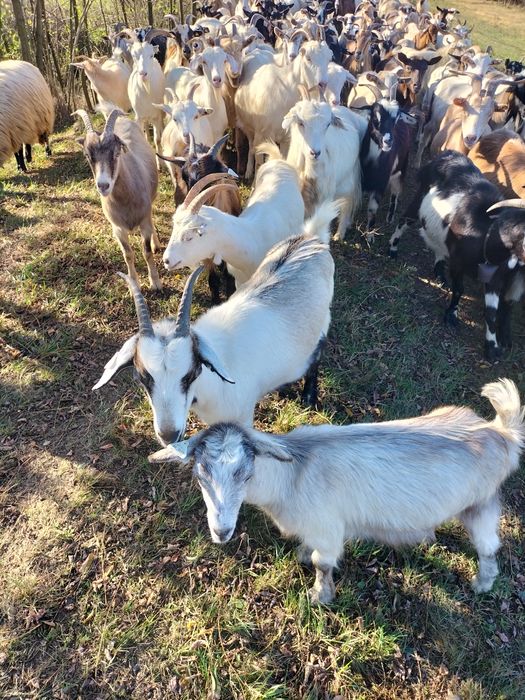 Disponibil 40 capre Timisoara • OLX.ro