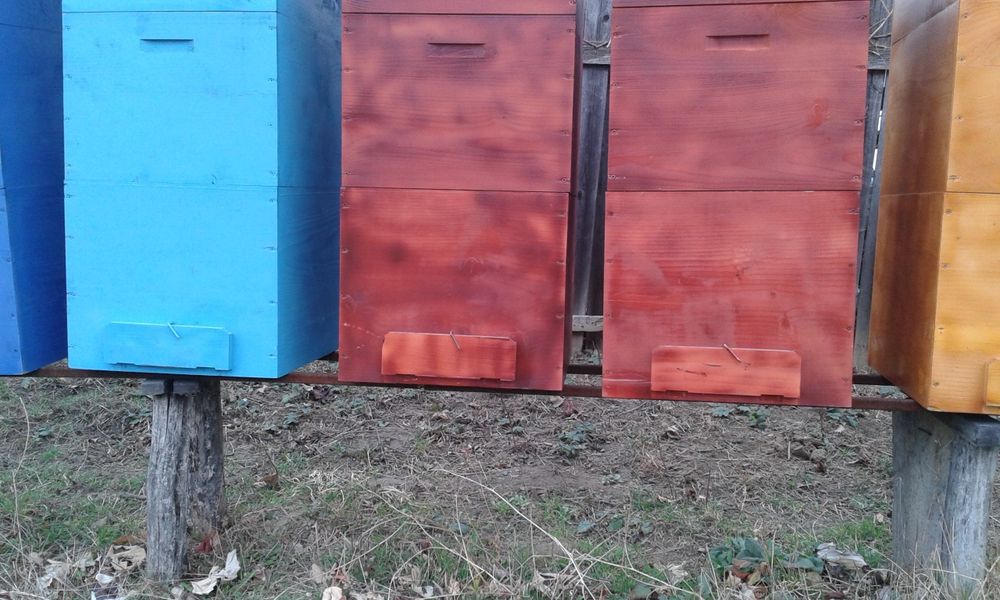 Stupi lăzi albine Bacau • OLX.ro