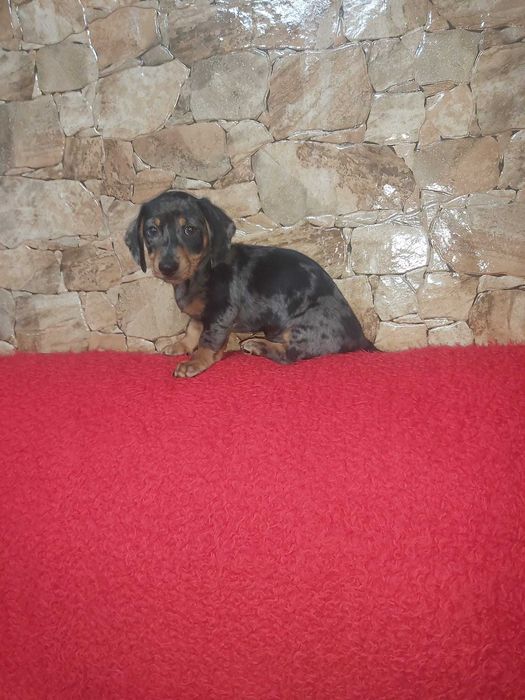 teckel • Anunturi gratuite • OLX.ro