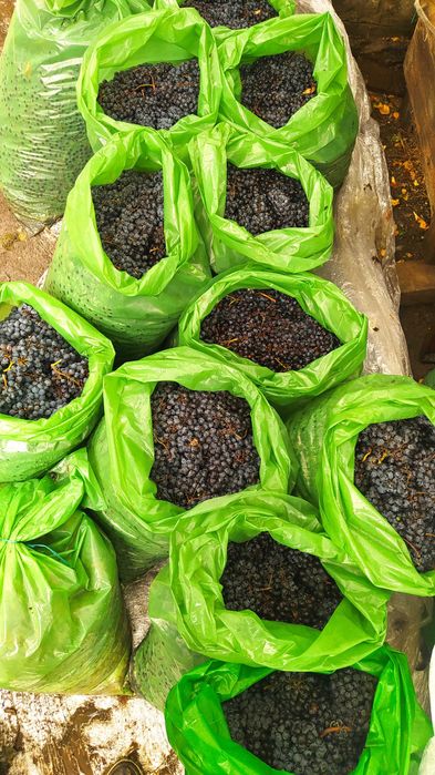 OFERTA Struguri negri (Merlot) pentru vin, Sahateni, Buzau, 3.7 lei kg ...