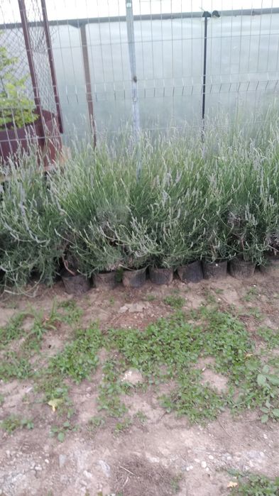 Lavanda răsad în ghiveci 4 ani Slobozia • OLX.ro