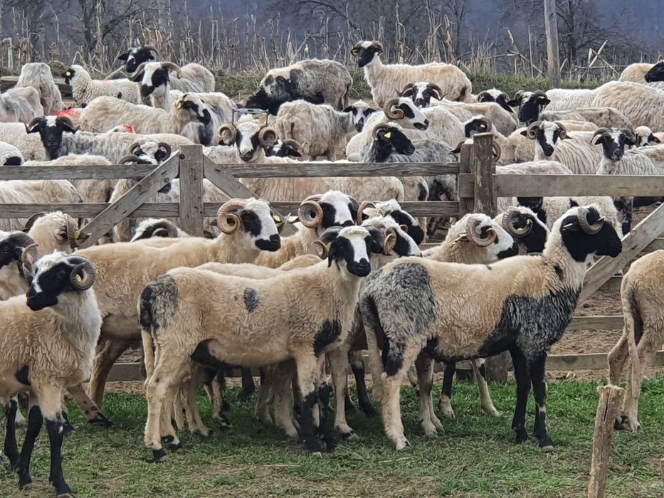 Vand berbeci breji cu certificat de origine- an nastere 2022 Valisoara ...