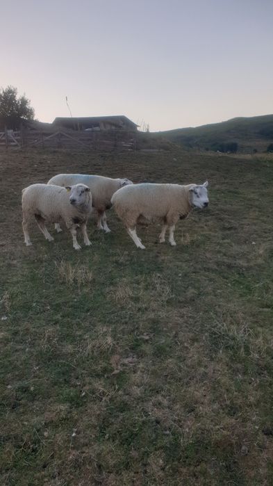 Berbeci rasă texel Bistrita • OLX.ro