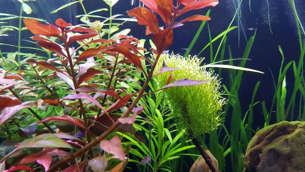 Pesti de acvariu gupi guppy xifo sae neoni zebre sanitari plante easy ...