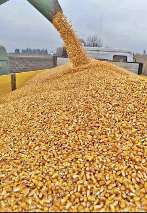 Vand porumb boabe Galati • OLX.ro