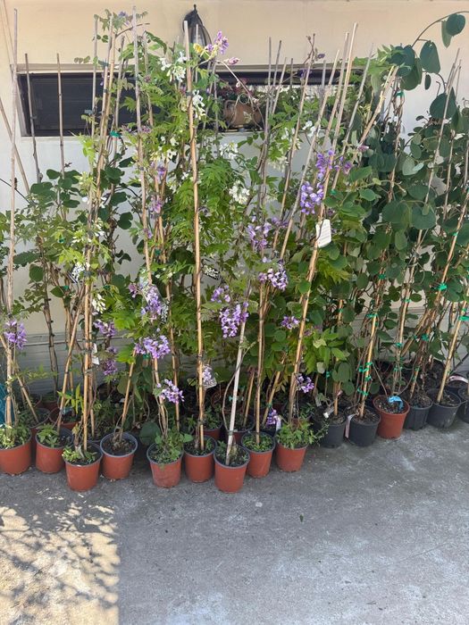 Glicina parfumata . Aiud • OLX.ro