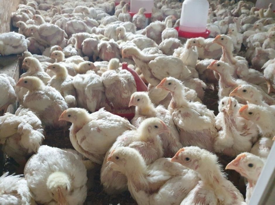 Vând pui de carne broiler Crevedia Mare • OLX.ro