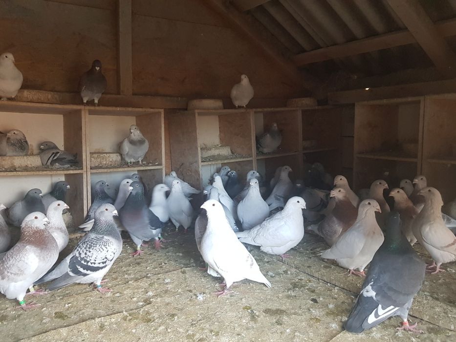 Porumbei voiajor standard Colelia • OLX.ro