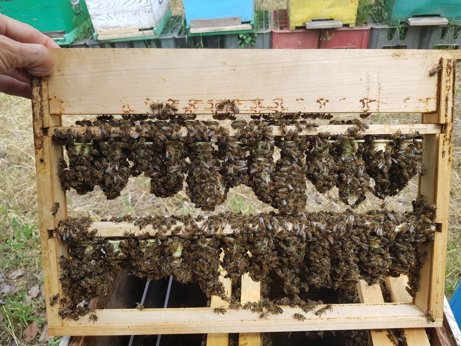 Regine/Matci Buckfast fecundate Rosiori de Vede • OLX.ro