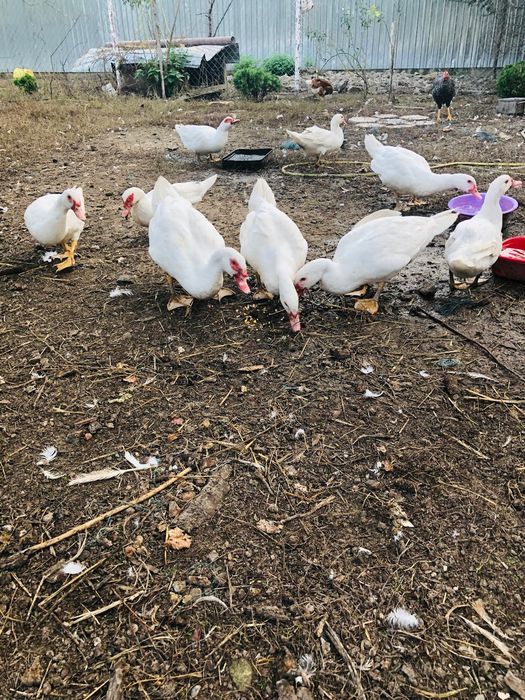 7 Rate mute tinere hrănite bio Arad • OLX.ro