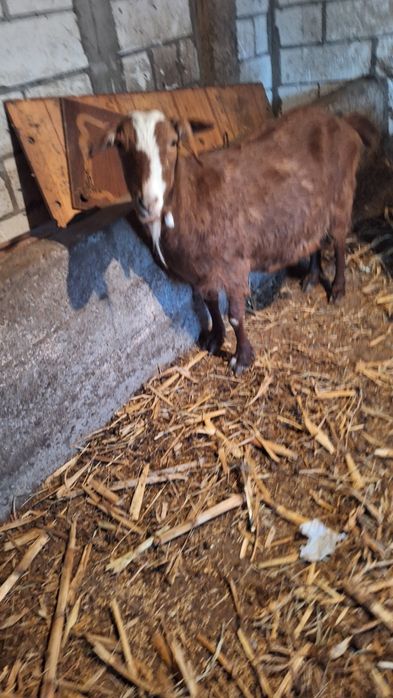 Capra sau schimb cu oaie Storobaneasa • OLX.ro