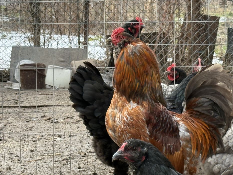 Oua Incubat Ameraucana si Australorp Chiesd • OLX.ro