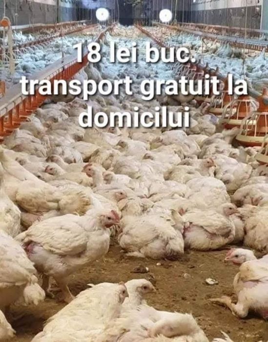 Pui rasa mixtă porumbac și colorat,și Alba de carne Ploiesti • OLX.ro